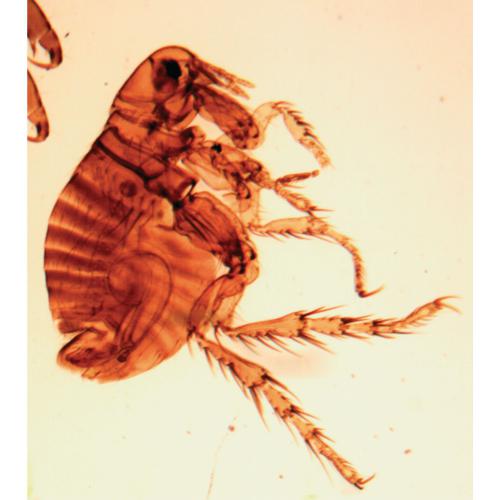 Snail Radula Wm Flat Mount Showing Teeth HE1006433 | HE1006433