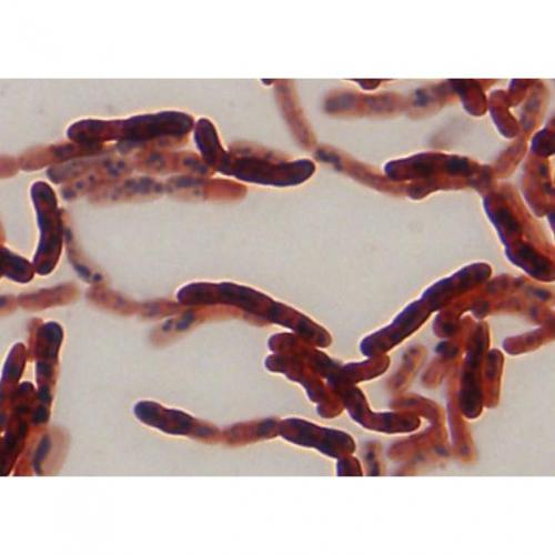 Bacillus Megaterium HE1006632 | HE1006632