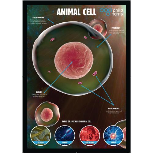 Animal Cells Poster HE1555916 | HE1555916