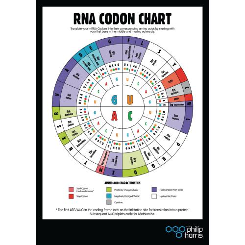 Rna Codon Poster HE1555922 | HE1555922